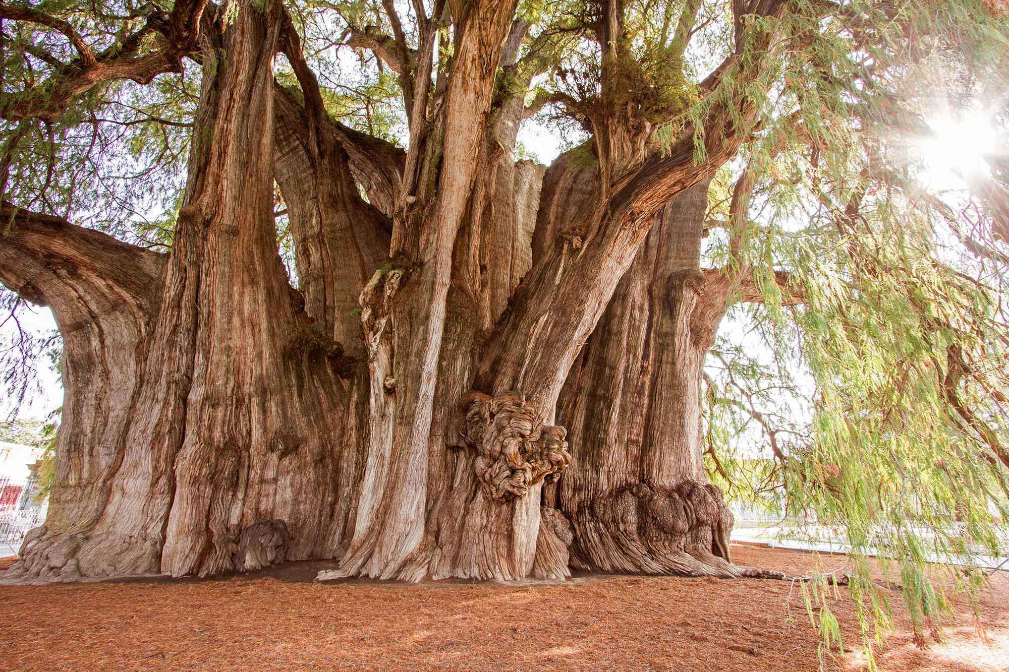 Visitar el árbol del tule al atardecer - AmoMéxico: Un país en 100 ...